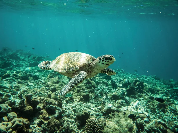 Maldives Diving | Explore Vibrant Reefs in the Indian Ocean